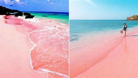 솜사탕 같은 ‘분홍빛 모래 사장 펼쳐진 ‘핑크 샌드 비치 비주얼 인사이트