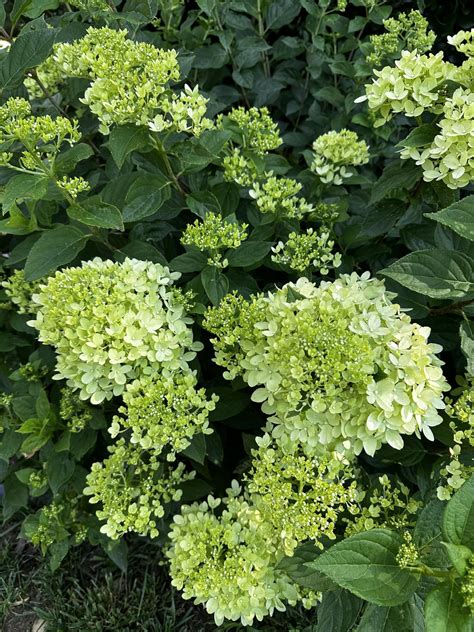 Limelight Hydrangeas I Planted This Spring Rhydrangeas