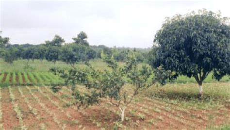 Mango Based Multitier Cropping System Download Scientific Diagram