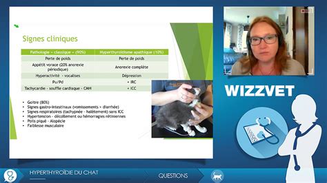 Hyperthyroïdie Du Chat Module De Formation Vétérinaire En Ligne Wizzvet