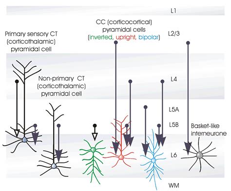 Frontiers Neocortical Layer 6 A Review Frontiers Neocortical Layer 6 A Review