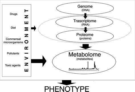 Metabolomics A New Frontier For Research In Pediatrics The Journal Of Pediatrics