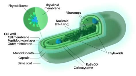 Cyanobacteria Vs Algae Understanding Their Key Differences And Significance