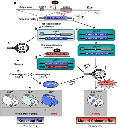 Schematic Representation Of P53 Ko Strategy In Rats A D Both Mono Download Scientific