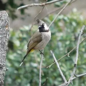 Himalayan Bulbul Facts Diet Habitat And Pictures On Animaliabio
