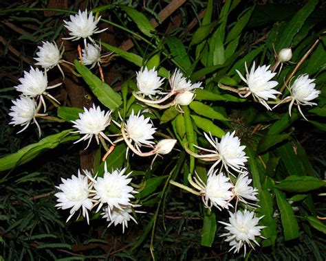 Kadupul Flower Symbolism Kadupul Flower Meaning Bqttg