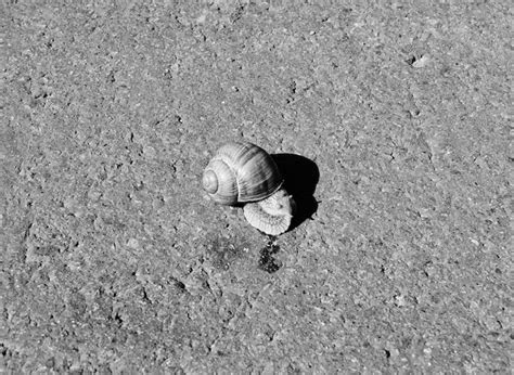 Premium Photo Big Garden Snail In Shell Crawling On Wet Road Hurry Home Snail Helix Consist Of