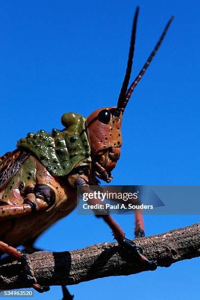 South African Grasshopper Photos And Premium High Res Pictures Getty Images