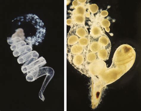 The Mysteries Of Firefly Sex A Scientists Notes From The Field Excerpt Scientific American