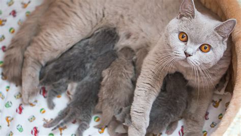 Breeder Scheme The Governing Council Of The Cat Fancy
