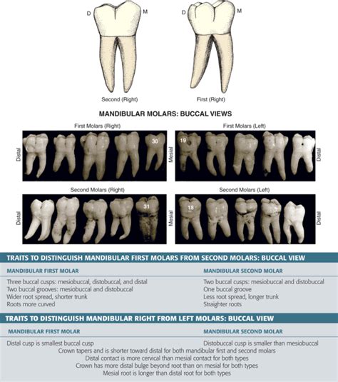 Traits Of Most Anterior And Posterior Primary Teeth Compared To