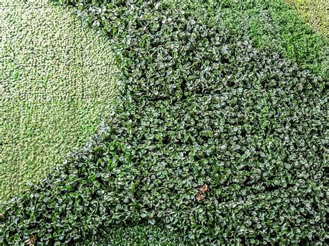 Green Grass Wall Background Ivy Outdoor Texture Photo And Picture For Free Download Pngtree