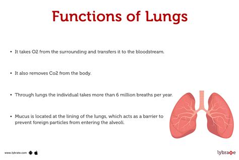 Lungs Human Anatomy Picture Function Diseases Treatment And More