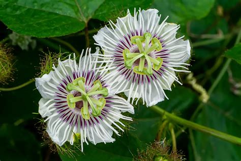 Chá De Passiflora 10 Beneficios E Como Fazer Culinária Simples