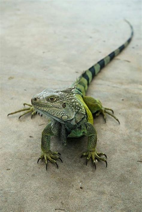 Animal Photos