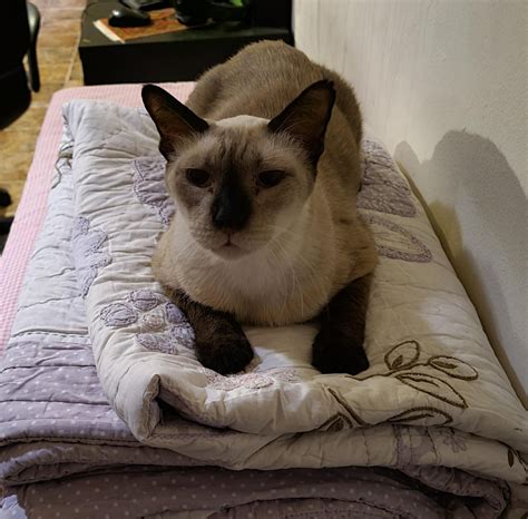 Missing Siamese Cat In Jeddah Rsaudiarabia