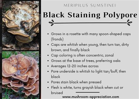 Black Staining Polypore Identification And Foraging Guide Mushroom Appreciation