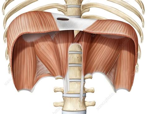 Muscle Anatomy Wikism Sports Medicine Wiki
