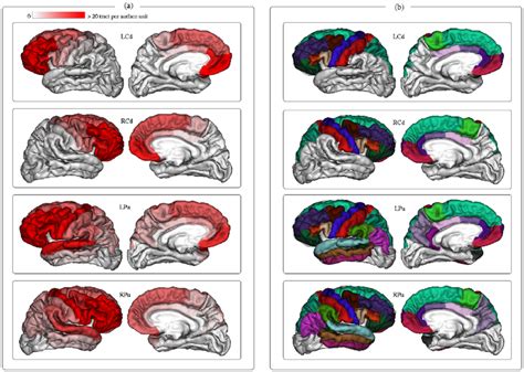 Connectivity Profile Of The Striatum To The Cortex A Average Connectivity Profile Of The Striatum To The Cortex A Average