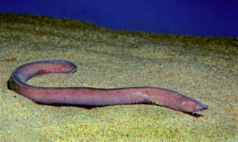 Myxine Glutinosa Linnaeus 1758