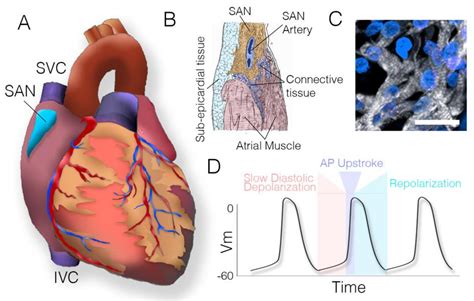 Heart Box Diagram Sinoatrial Node