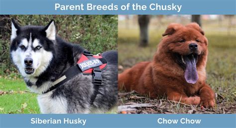 Chusky Chow Chow Husky Mix Chusky Owners Guide Husky Ts