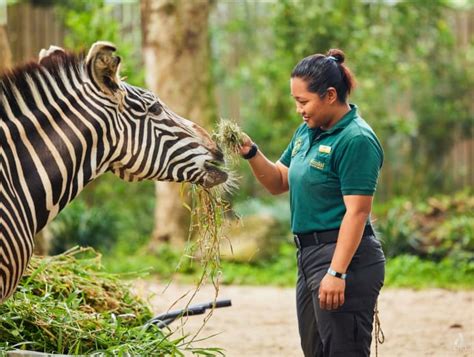 Leader In Zookeeper At Jasper Saranealis Blog