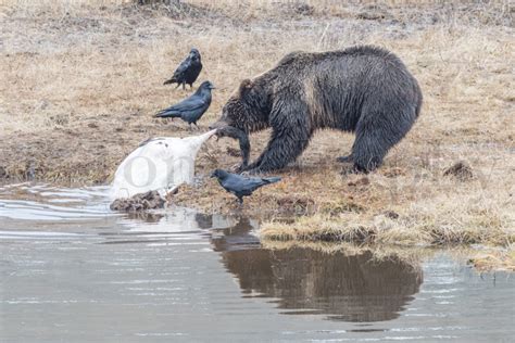 Grizzly Bear Bison Carcass Tom Murphy Photography