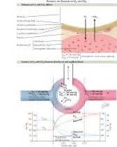 Pathways Of O And CO Diffusion