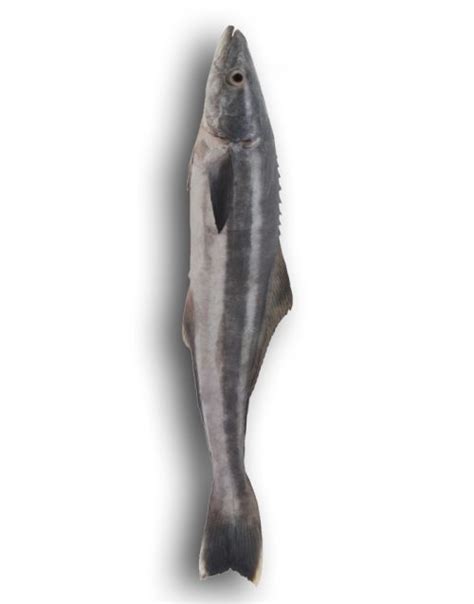 Kala Kund Black Barracuda In Karachi Pakistan Free Delivery