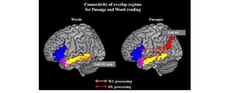 Left Lateralized Language Regions Of Mean Overlap Activity In Passage Download Scientific