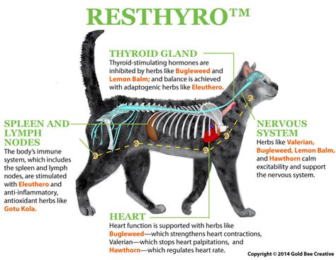 Hyperthyroidism In Cats Causes Treatment And Support