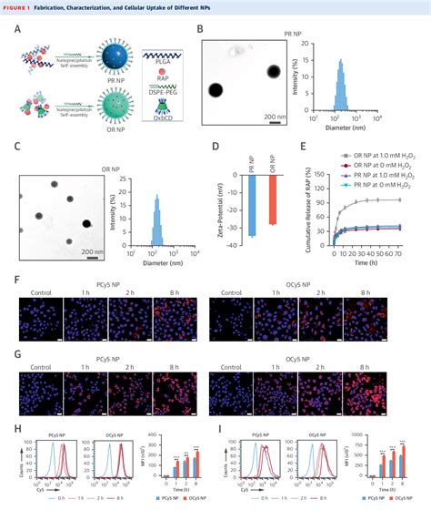Figure 1 From A Targeting Nanotherapy For Abdominal Aortic Aneurysms