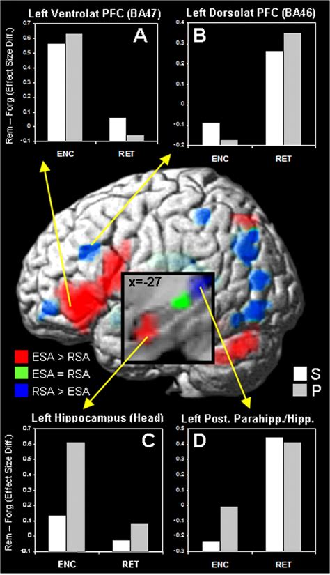 Neural Correlates Of Relational Memory Successful Encoding And Retrieval Of Semantic And