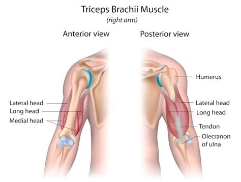 7 Best Long Head Tricep Exercises For Big Arms