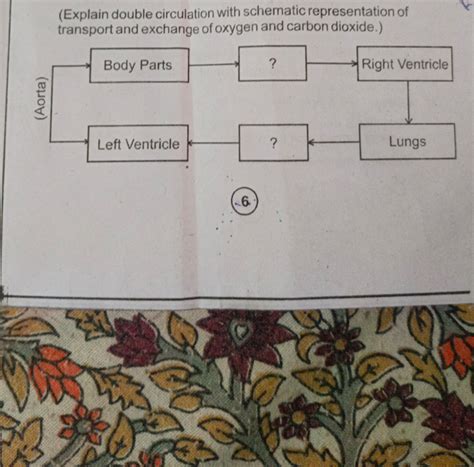 Explain Double Circulation With Schematic Representation Of Transport An