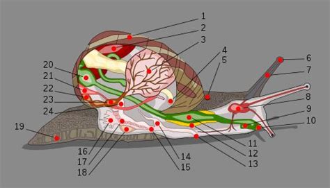 what does a snail look like out of the shell