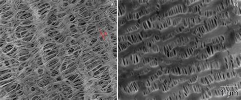 Sem Pictures Of The Ptfe Membrane A And Pp Membrane B An Example