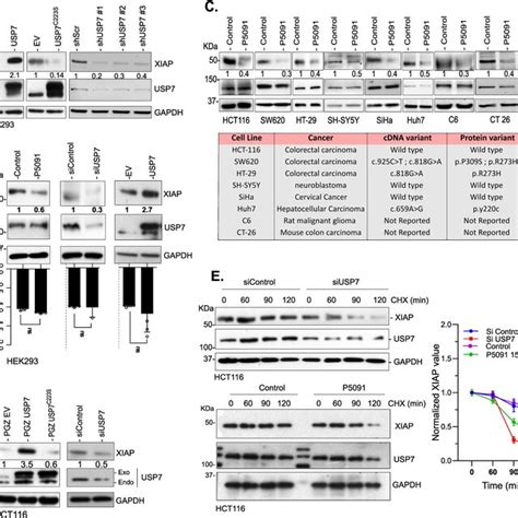 Usp7 Regulates Cellular Fate Through Involvement Of Xiap A Hek 293