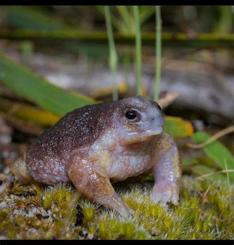 A Myobatrachus Aka Turtle Frog In West Australia They Develop From