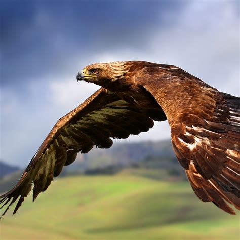 Raptor Wallpaper 4k Birds Of Prey Carnivorous Birds