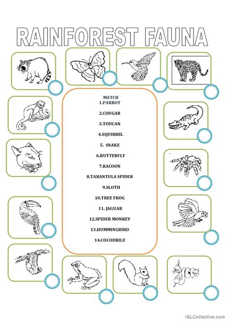 Rainforest Worksheets