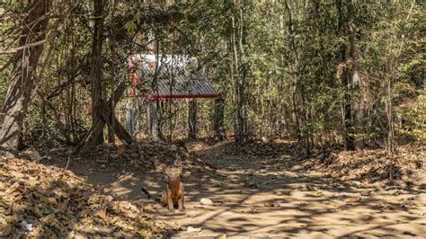 A Unique Fossa Cryptoprocta Ferox Endemic To Madagascar Stock Image