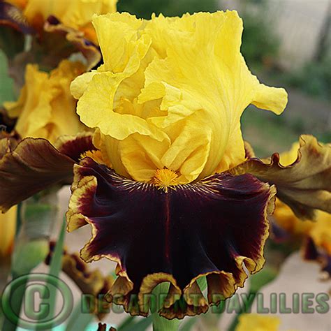 Tall Bearded Iris Early Encounter Decadent Daylilies Australia