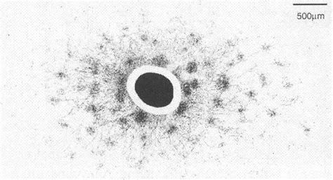 Periodic Spatial Connectivity In The Monkey Visual Cortex 2 Download Scientific Diagram