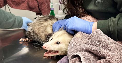 Opossum Eats Entire Costco Chocolate Cake And People Can Relate ‘been