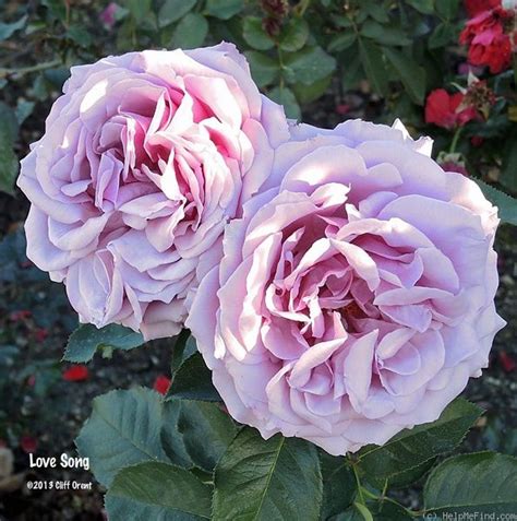 Love Song Rose Photo