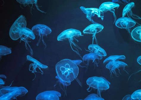 Jellyfish Behavior Animalbehaviorcorner