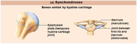 Ch 9 Joints Flashcards Quizlet