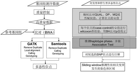 Somatic Mutation Site Excavation Method Based On Genomic Sequencing Eureka Patsnap